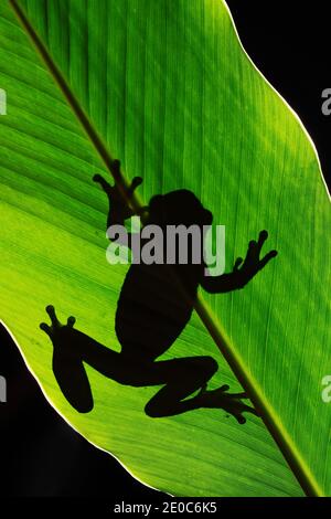 A Morelet's tree frog (Agalychnis moreletii) sleeps on a leaf in the ...