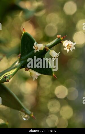 Striking Colletia Paradoxa plant and tiny white flowers Stock Photo - Alamy