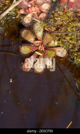 Drosera hamiltonii, a carnivorous plant, growing in wet habitat close ...