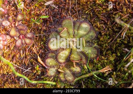 The rare and endemic carnivorous plant Drosera hamiltonii from the ...