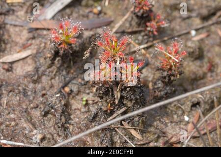 colony of Drosera enodes, a pygmy Sundew, found close to Walpole in ...