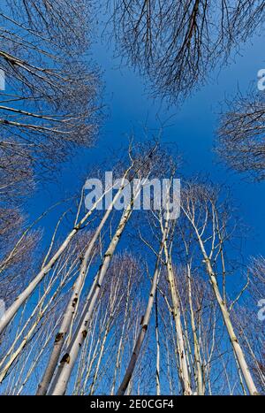 Looking straight up a grove of winter trees Stock Photo - Alamy