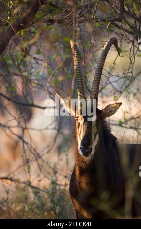 ANTILOPE SABLE Hippotragus equinus), (Namibia, Fauna de África Stock ...