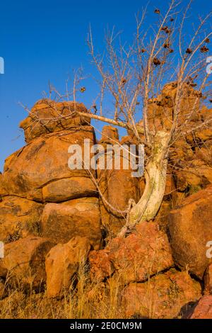 Montañas Branberg, Desierto del Namib, Namibia, Africa Stock Photo - Alamy