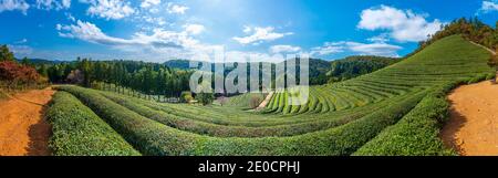 Tea terraces at Boseong tea plantations in Republic of Korea Stock ...
