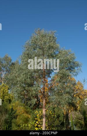 Bright red eucalyptus autumn leaves amid rose hips Stock Photo - Alamy