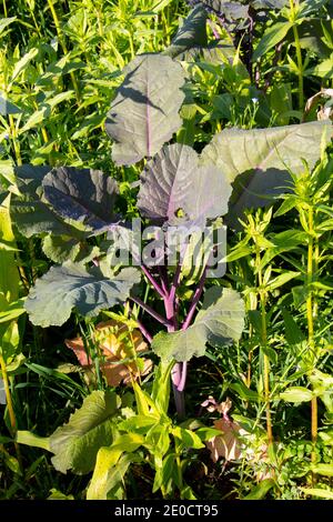 Brassica juncea, Japanese Giant Red Mustard seedlings with Wild Rocket ...