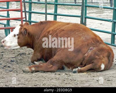 Mutant Cow with Extra Leg Stock Photo - Alamy