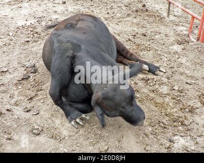 Mutant Cow with Extra Leg Stock Photo - Alamy