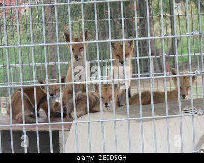 Fox in a Cage Display Stock Photo - Alamy