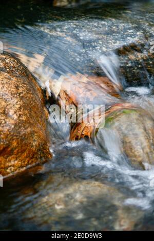 Freshwater spring runoff in Arizona Stock Photo - Alamy