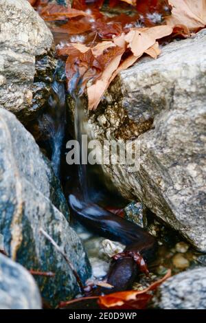 Freshwater spring runoff in Arizona Stock Photo - Alamy