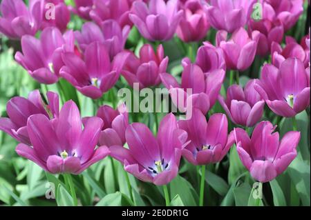 Purple Triumph tulips (Tulipa) Endurance bloom in a garden in April ...