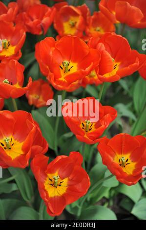 Red triumph tulips (Tulipa) Escape bloom in a garden in April Stock ...