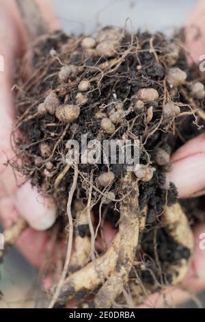 Nitrogen fixing nodules in the root system of a runner bean plant ...