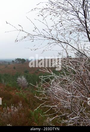 Pirbright Ranges in winter, Surrey, England Stock Photo - Alamy