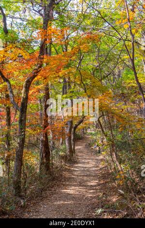 Colorful trees alongside a path at Naejangsan national park in republic ...