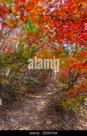 Colorful trees alongside a path at Naejangsan national park in republic ...