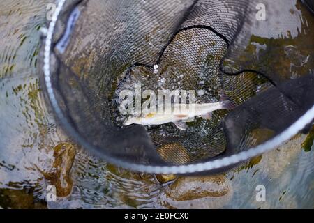Fishing net with rainbow trout inside in mountain river. Fishing ...