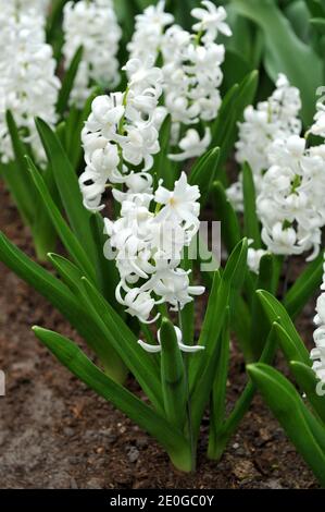 field of carnegie (Hyacinthus orientalis Stock Photo - Alamy