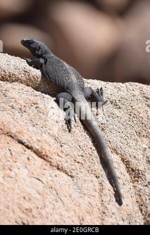 Common Chuckwalla (Sauromalus ater) Reptilia Stock Photo - Alamy