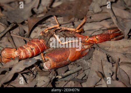 Shell of one crawfish () on the ground Stock Photo - Alamy
