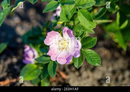 ROSA DUMALIS Glaucous dog rose Stock Photo - Alamy