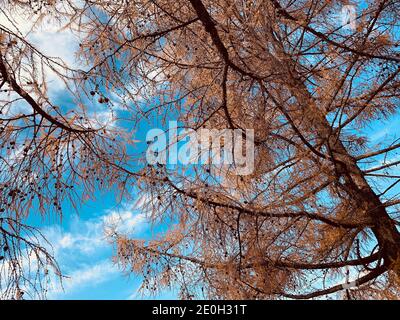 Close up of olden larch tree Stock Photo - Alamy