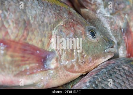 Israel, Delicious fresh tilapia fish or also known st peters fish meal ...