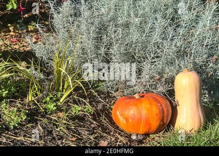 Closeup butternut squash on bush in traditional farm in rural ...