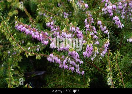 Erica Carnea 'Springwood Pink' Stock Photo - Alamy