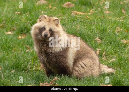 Tanuki Animal Unraveling The Mysteries Of The Tanuki In Japanese