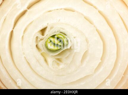 Onion skin in cross section (microscope view Stock Photo - Alamy