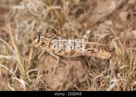 Red-shanked Grasshopper (Xanthippus corallipes) Insecta Stock Photo - Alamy