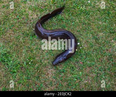 New Zealand Long-finned Eel (Anguilla dieffenbachii). They grow to huge ...