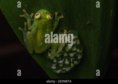 The eggs of a glass frog develop on the underside of a leaf in a rainforest in Ecuador Stock ...