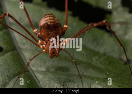 An tropical opiliones, likely a member of Laniatores suborder - the ...