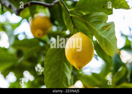 The elongated, pointy sfusato lemon of the Amalfi Coast, Italy Stock ...