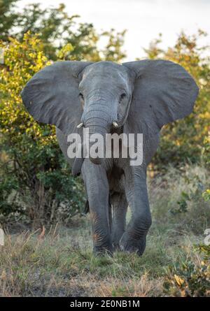 Elephants are animals with small eyes.Small eyes, female elephants ...