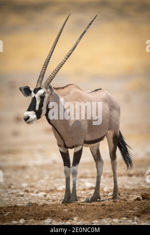 A gemsbok antelope (Oryx gazella) on a red sand dune, Kalahari desert ...