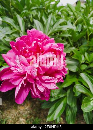 Vertical macro of a blooming peony with pink-magenta petals and yellow ...
