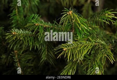 Branches of green pine close up. Spruce needles. Background of ...