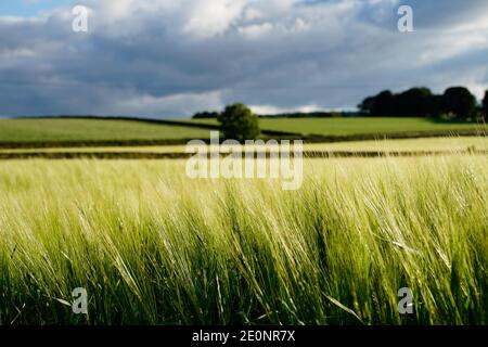 Rural Scenic Landscape - Penistone, England, UK Stock Photo - Alamy
