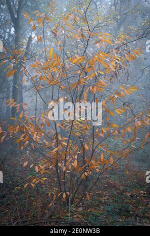 Autumn Woodland, Bagger Woods, Barnsley, UK Stock Photo - Alamy