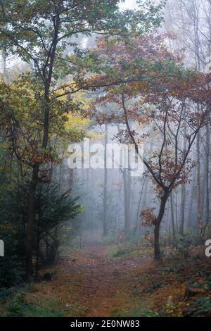 Autumn Woodland, Bagger Woods, Barnsley, UK Stock Photo - Alamy