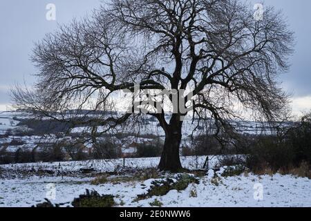 Single Tree in Winter - Penistone, England, UK Stock Photo - Alamy