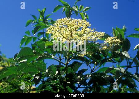 Tree Caprifoliaceae Sambucus Nigra Stock Photo - Alamy