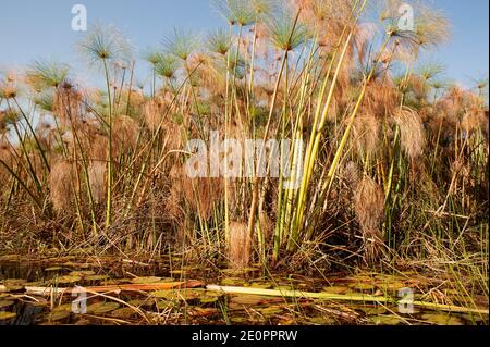Cyperus papyrus papyrus sedge paper reed plants plant pattern Stock ...