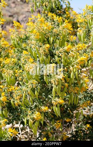 Bladderpod, California cleome (Cleome arborea Stock Photo - Alamy