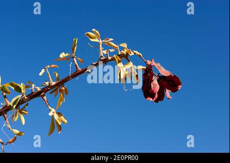 Purple Pod (Terminalia prunioides), Combretaceae, Damaraland, Namibia ...